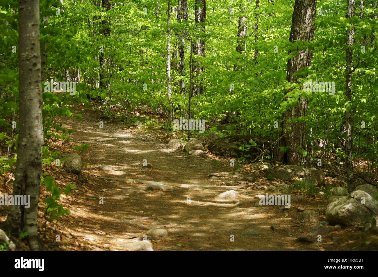 Unpaved forest road with sand, boulders and lush green leaves Stock ...