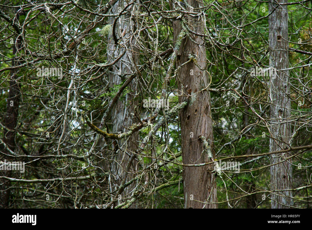 Curved tree bark hi-res stock photography and images - Alamy