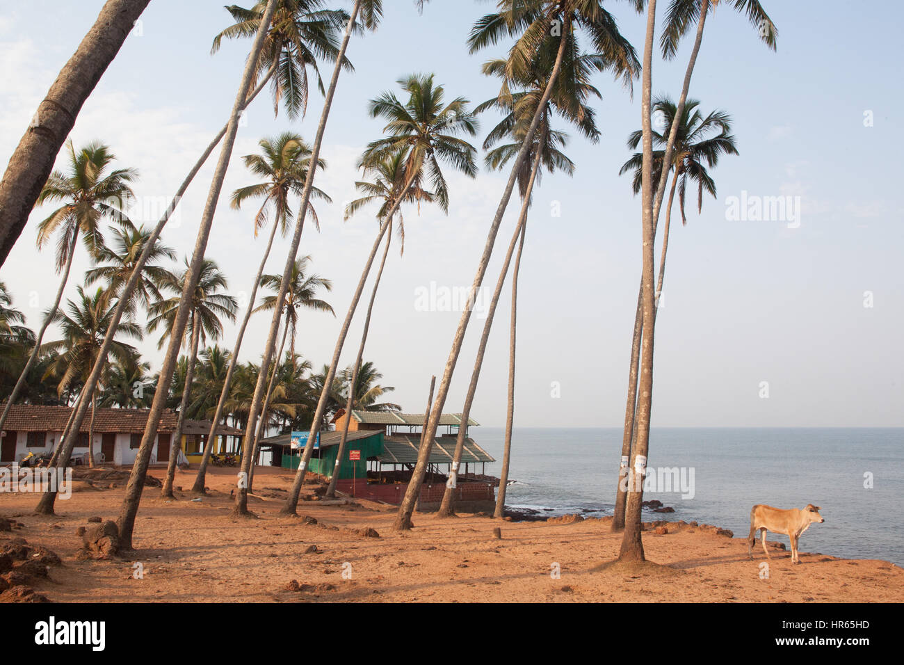 Anjuna beach and palms trees hi-res stock photography and images - Alamy
