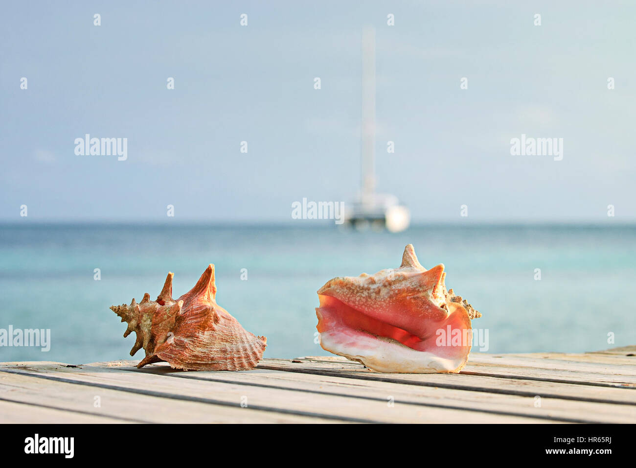 Two conch shells on a wooden dock and a sail boat in the distance ...