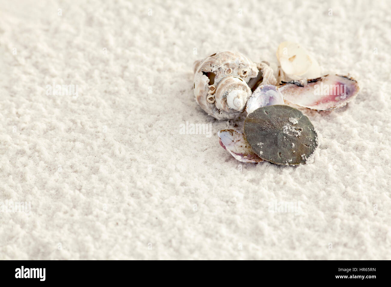 A collection of seashells on a white sandy background. Panama City ...