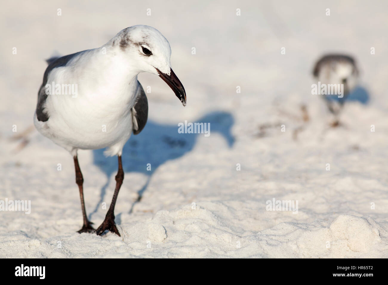 Juvenile laughing gull on a Florida beach. Panama City Beach, Gulf ...