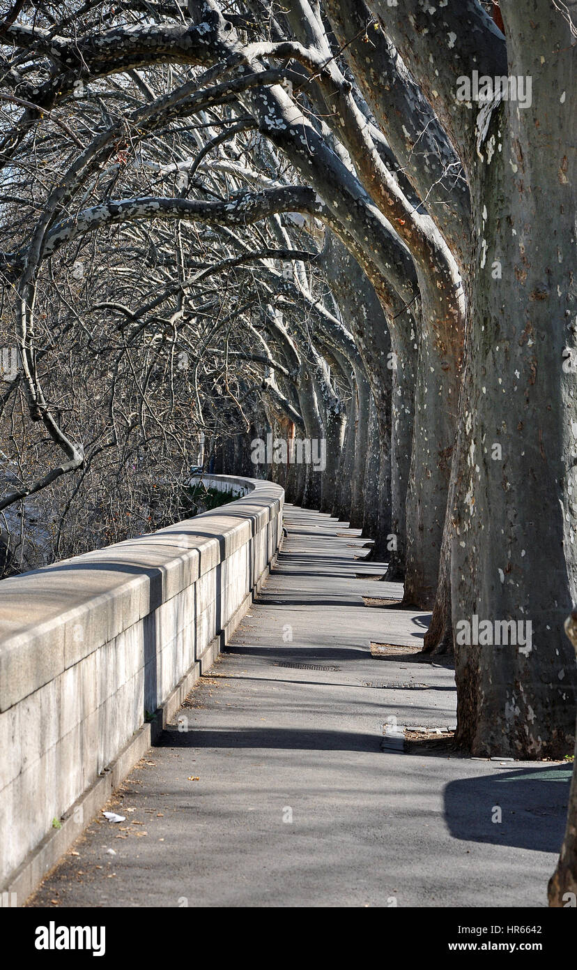 Alley with trees among Tevere river, Rome Stock Photo - Alamy