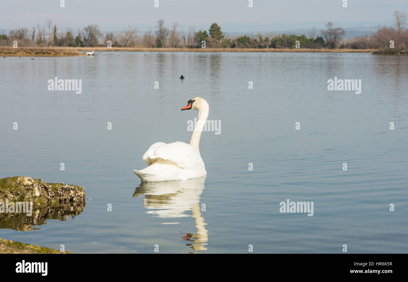 Beautiful white swan in lake Stock Photo - Alamy