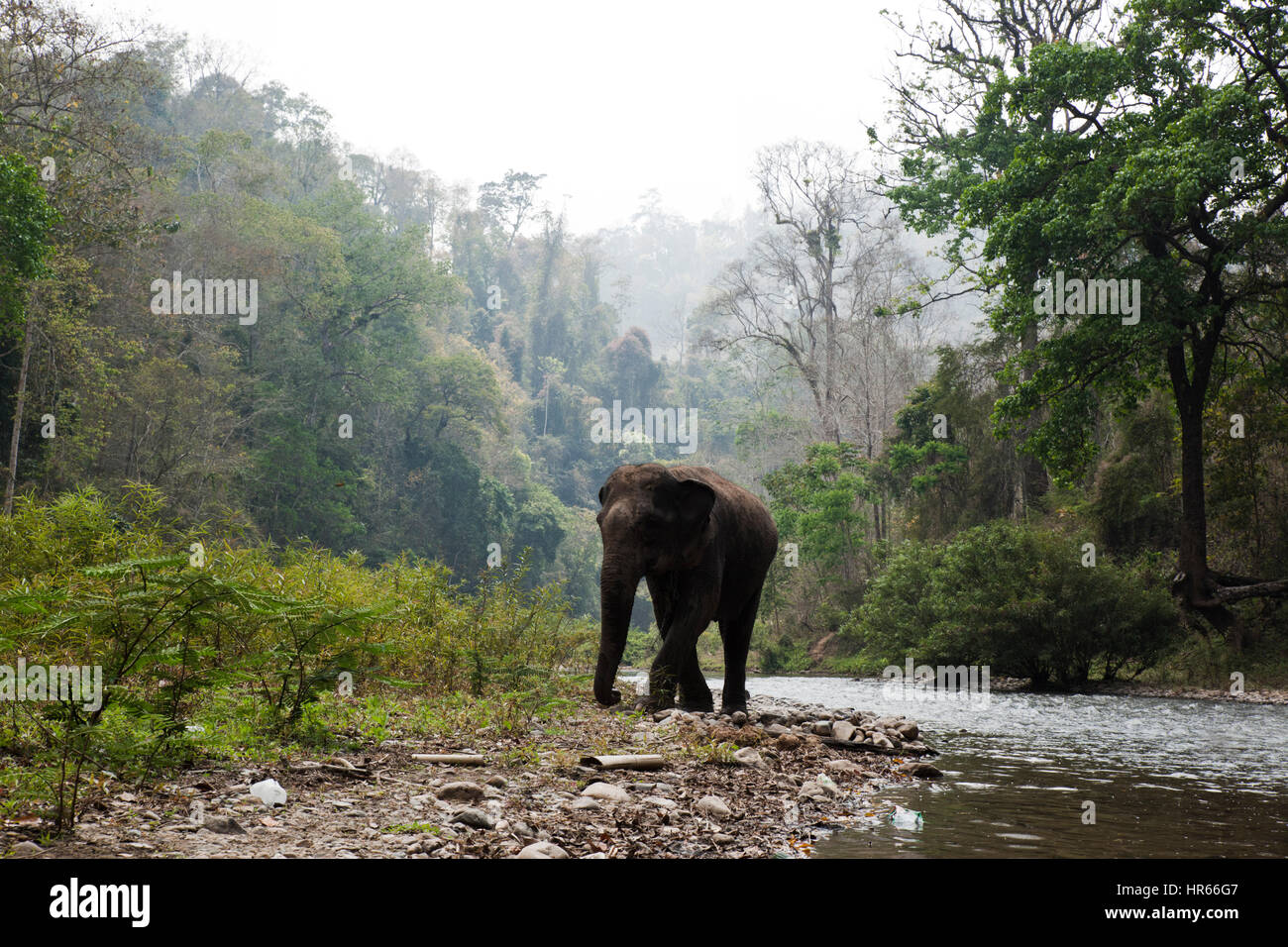 Asian elephants myanmar hi-res stock photography and images - Alamy