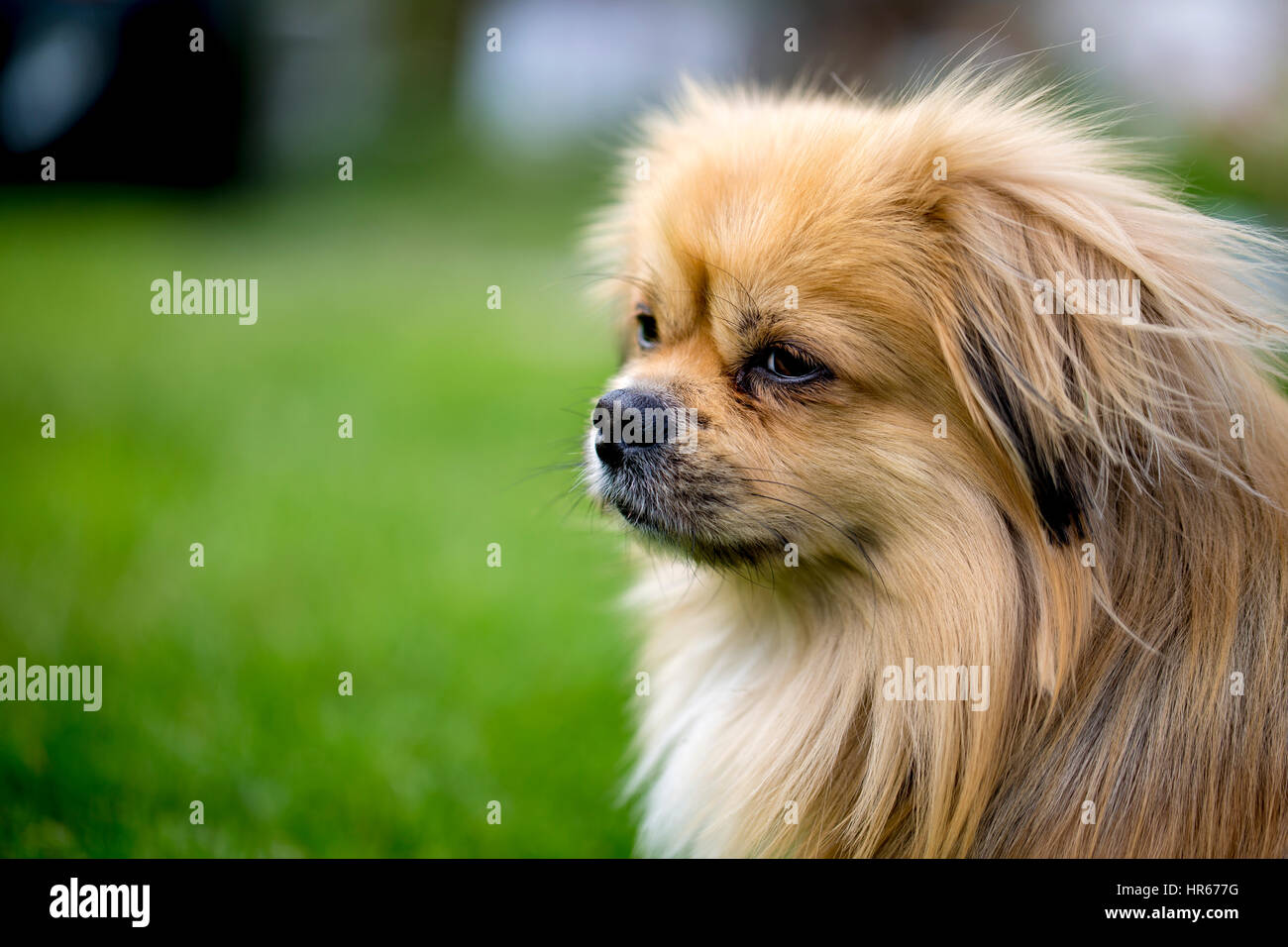 Pekingese dog portrait hi-res stock photography and images - Alamy