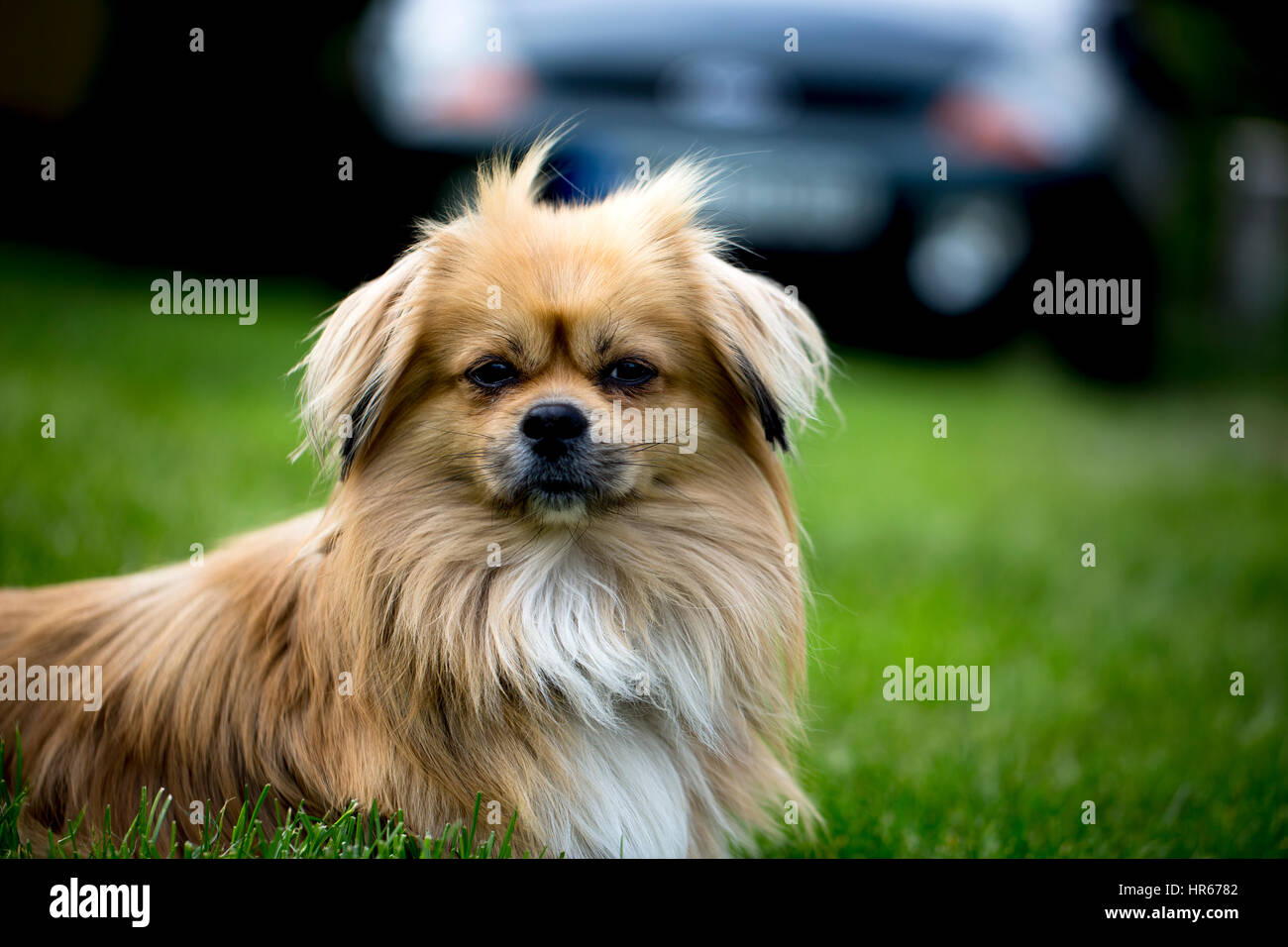 Adult pekingese hi-res stock photography and images - Alamy