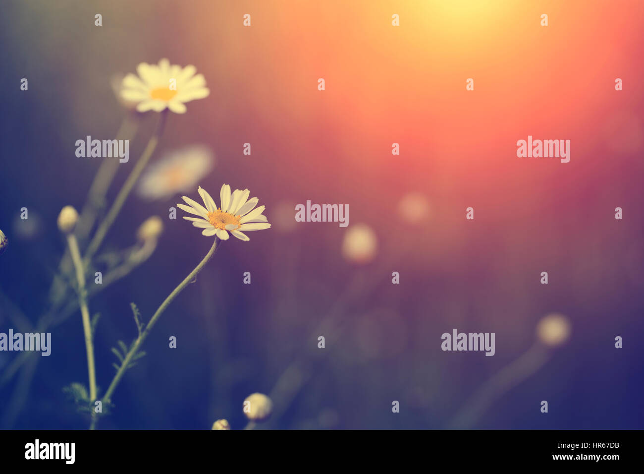 Beautiful flower in sunset Stock Photo - Alamy