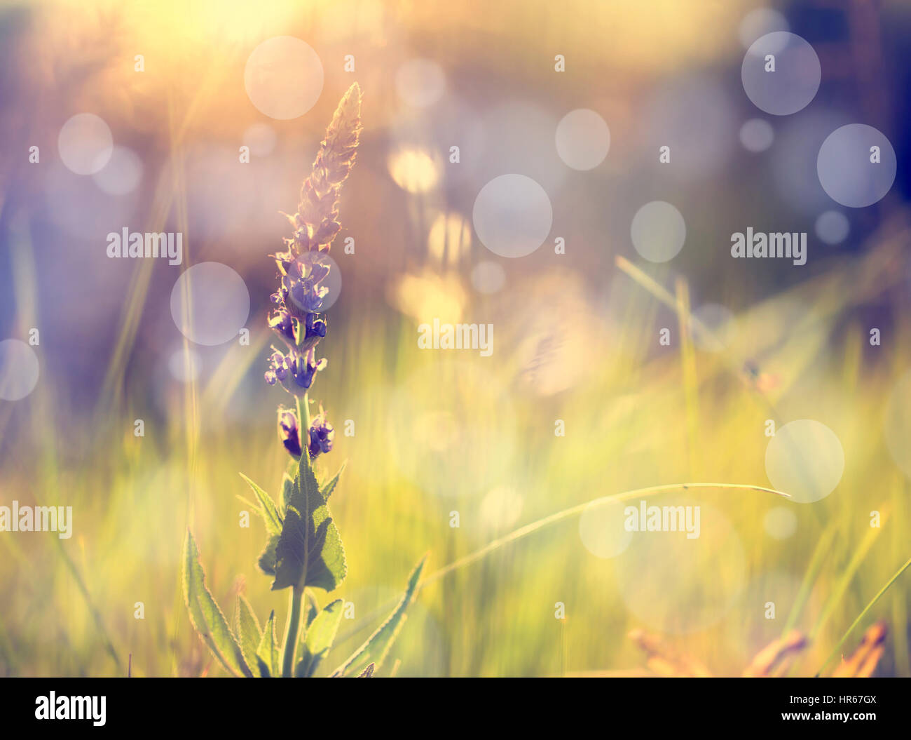 Beautiful flower in sunset Stock Photo - Alamy