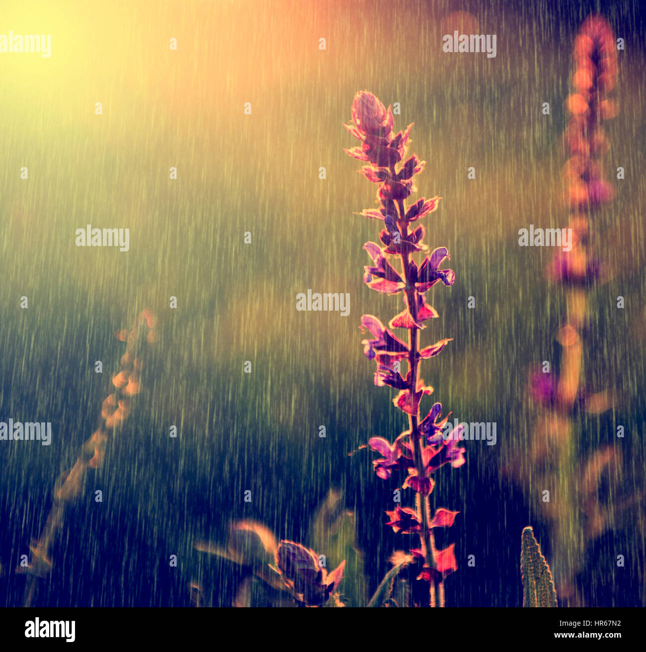 Wild flower in rain hi-res stock photography and images - Alamy