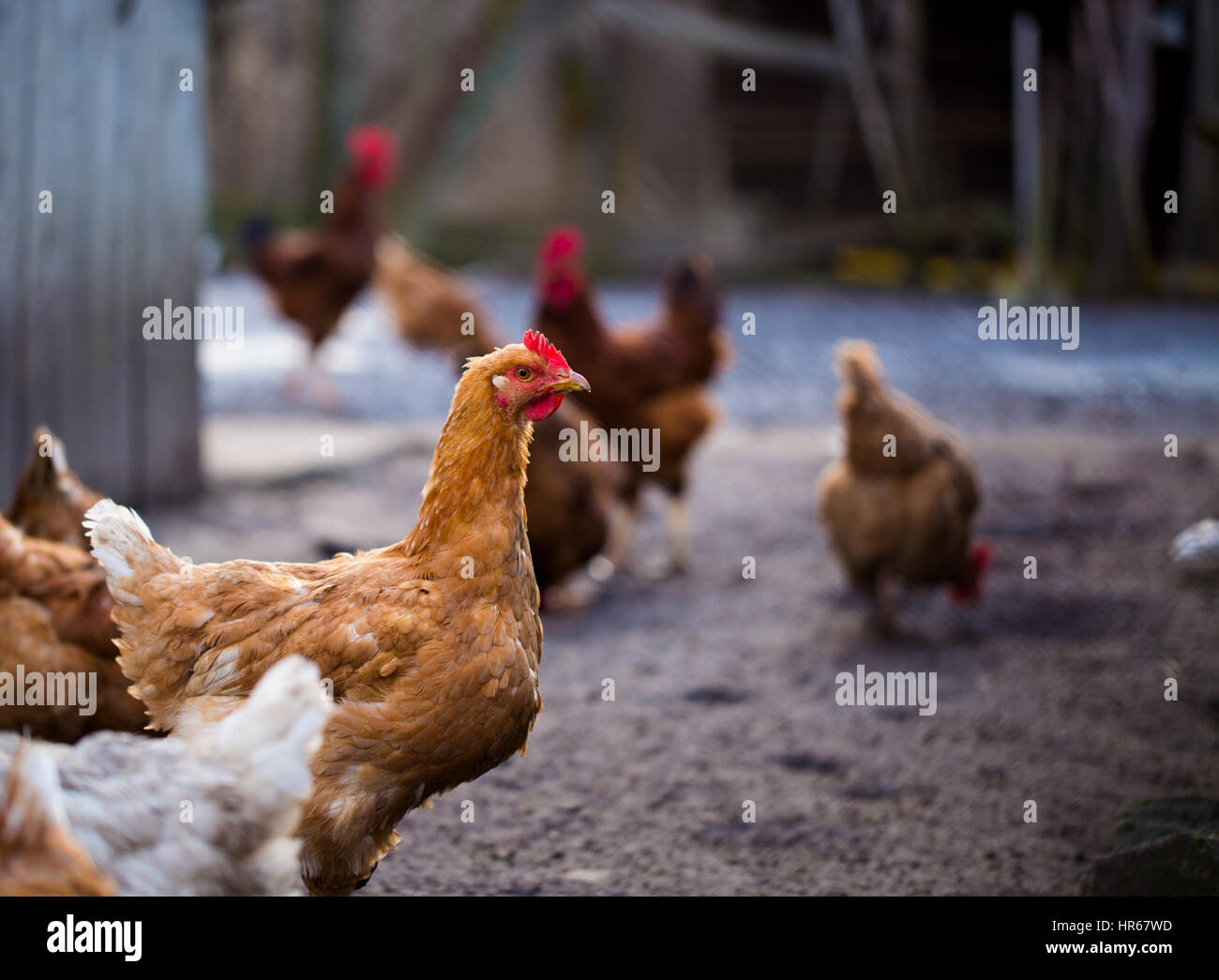 Bio chicken farm Stock Photo - Alamy