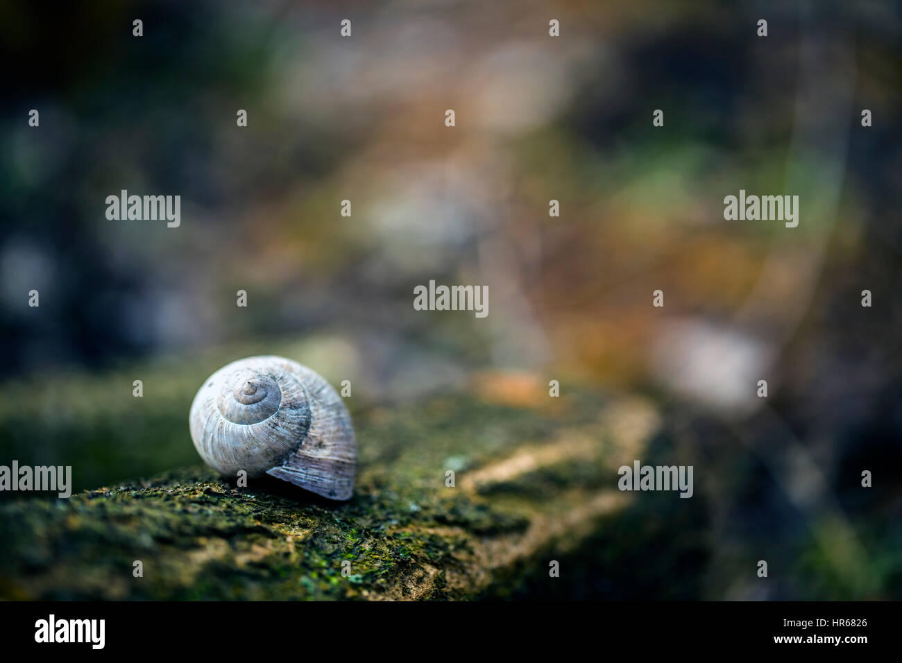 Dirty snail hi-res stock photography and images - Alamy