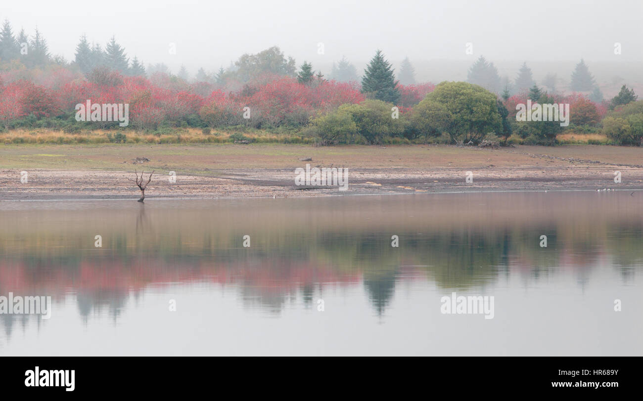 Low water levels at Fernworthy Reservoir on a misty day in autumn ...