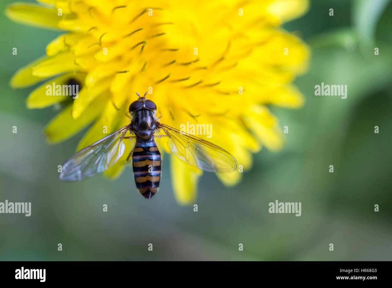 Macro view of bee on flower Stock Photo - Alamy