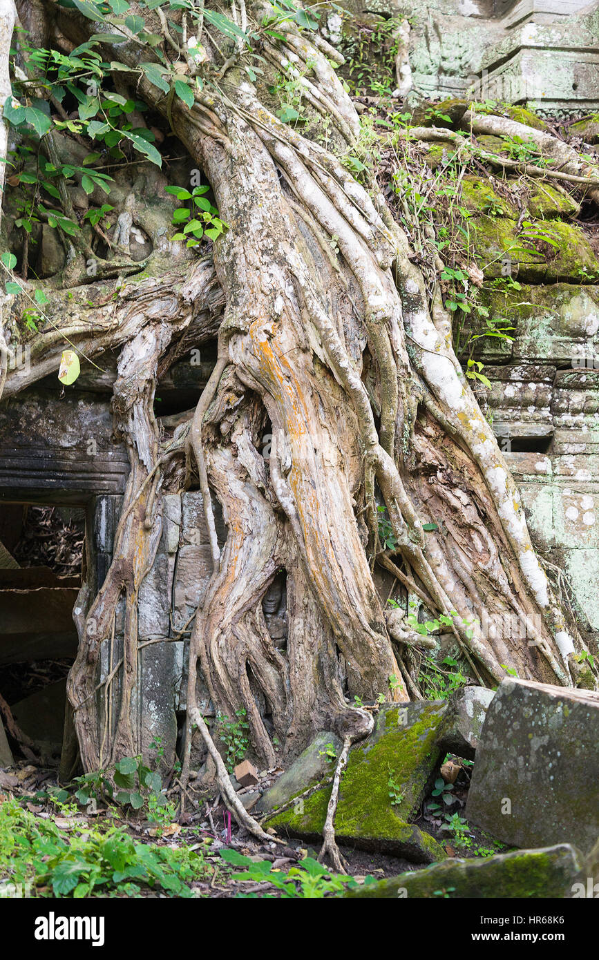Tree roots angkor wat hi-res stock photography and images - Alamy