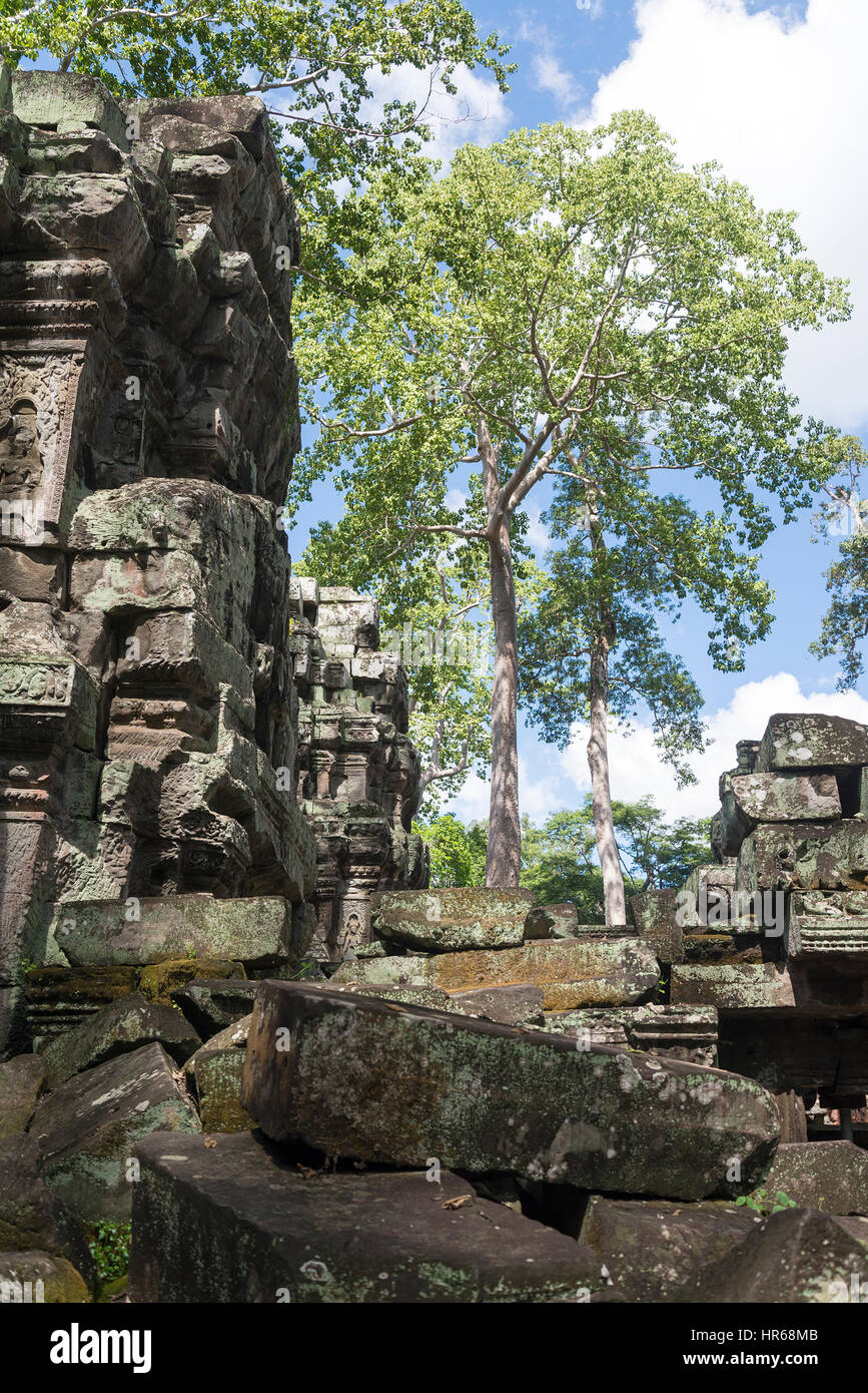 Old tree in the ruins of Angkor Wat Stock Photo - Alamy