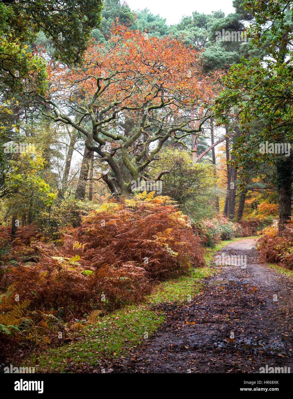 a peaceful path through the forest in autumn Stock Photo - Alamy