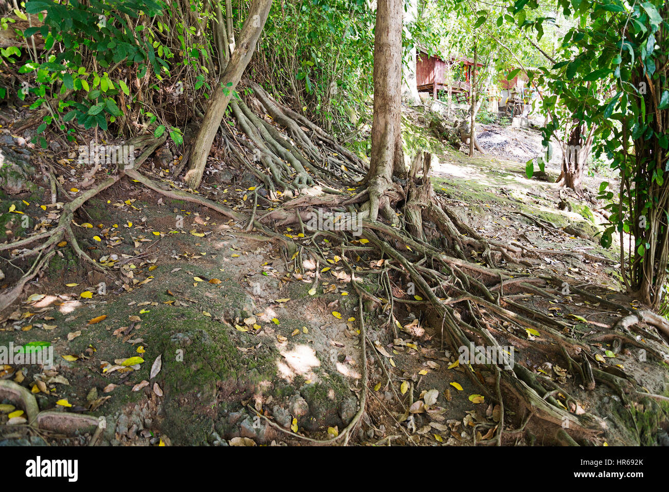 The roots of the trees in the Park Stock Photo - Alamy