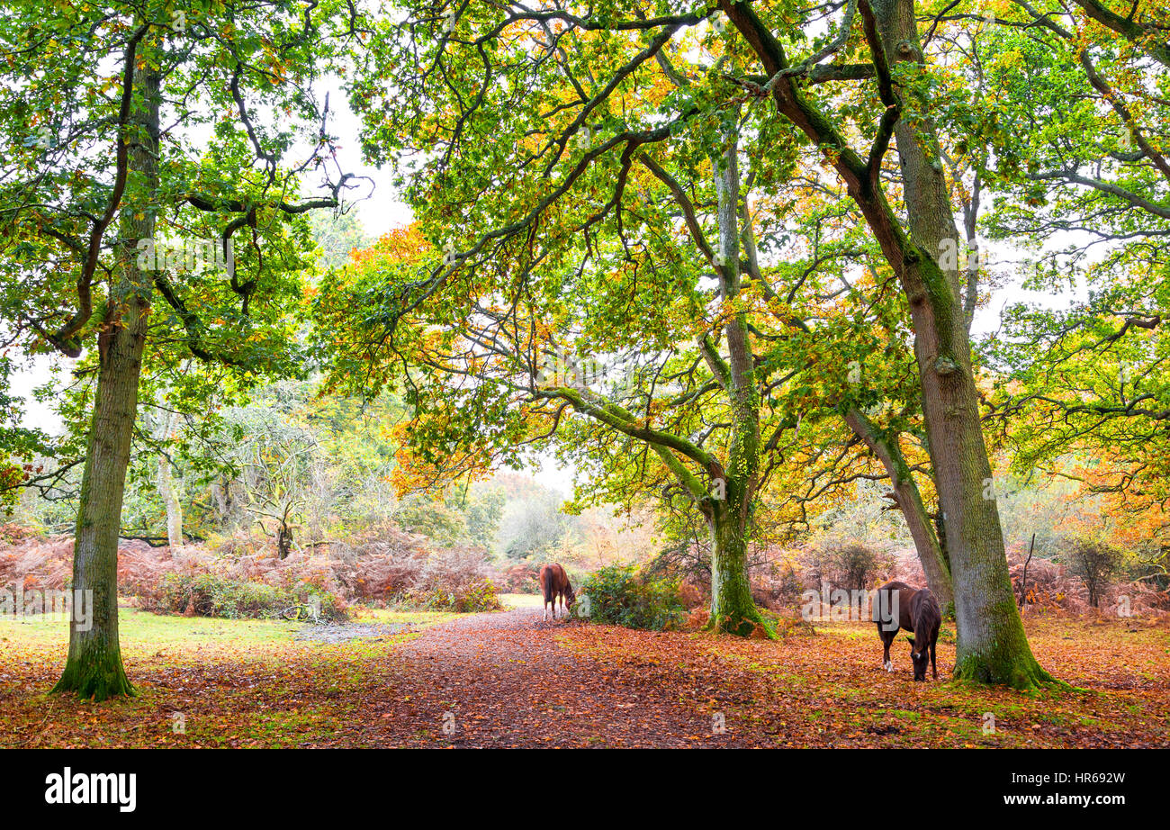 Two New Forest Ponies grazing freely among the trees in autumn Stock ...