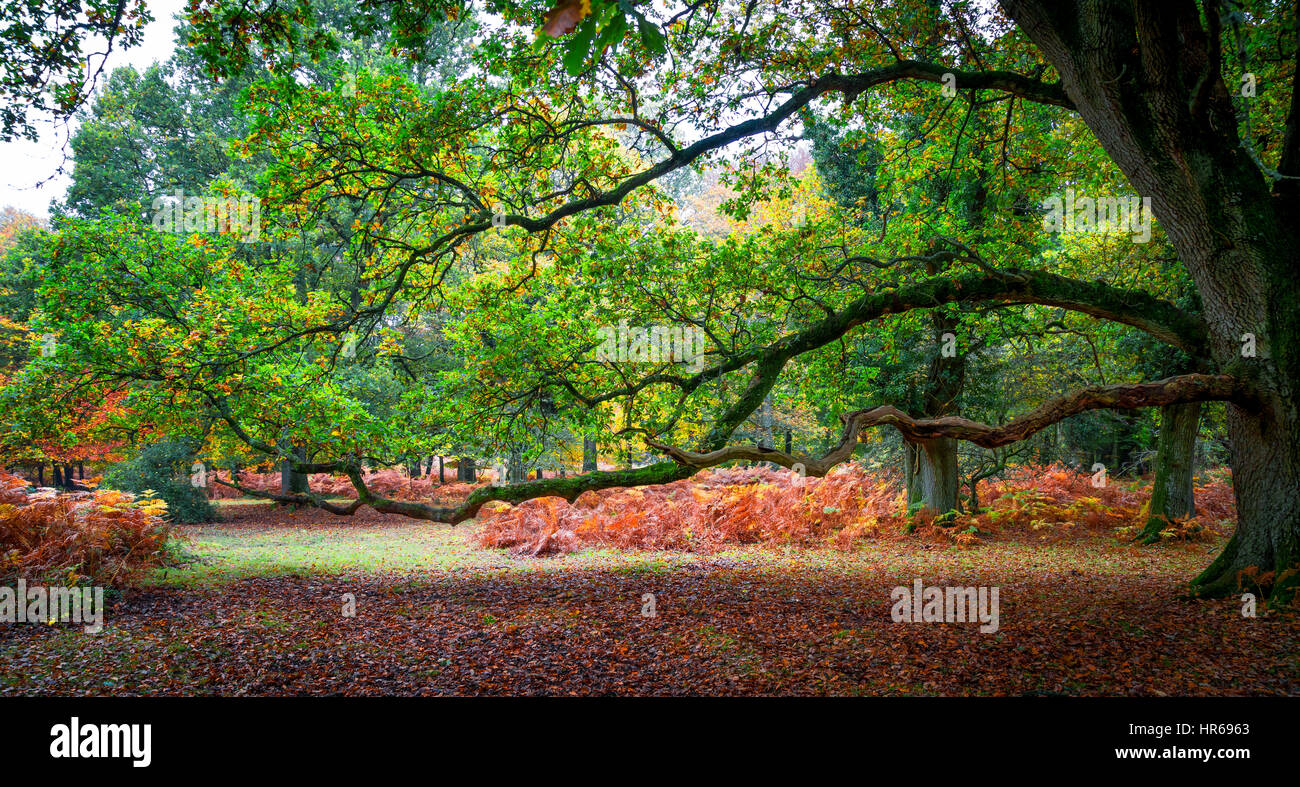 a long low branch stretching out from a big tree in autumn Stock Photo ...
