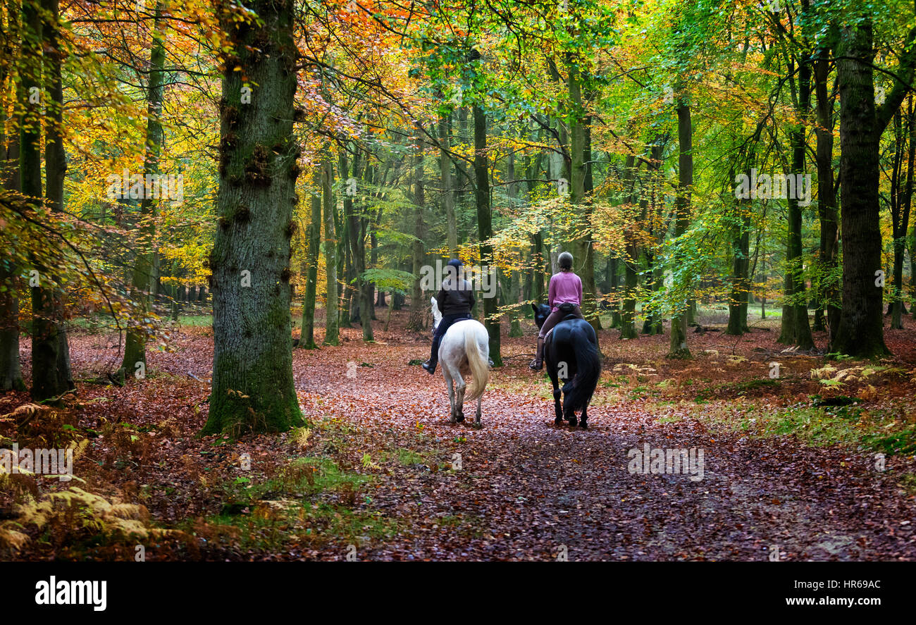 Riding horses through the trees hi-res stock photography and images - Alamy