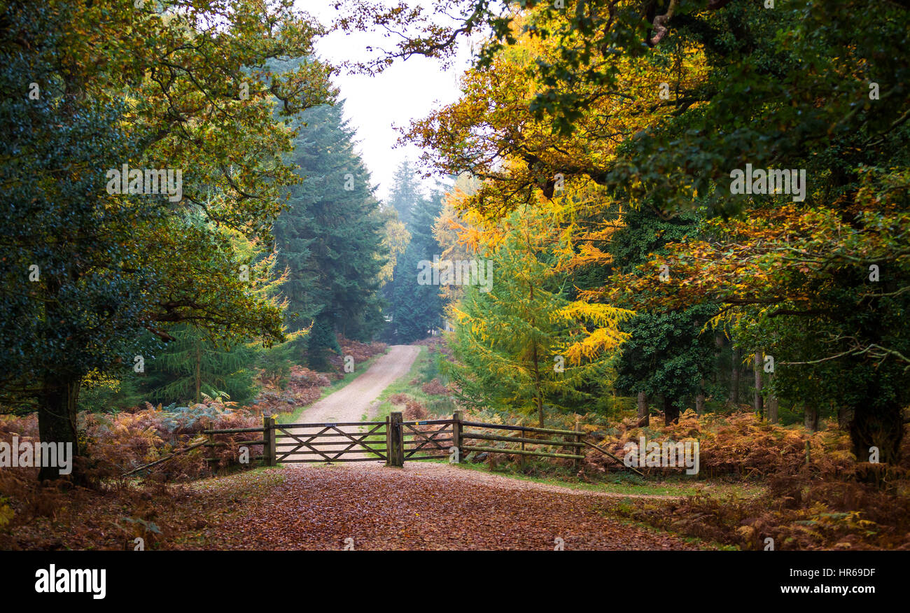 a gate at the entrance to the forest in autumn Stock Photo - Alamy