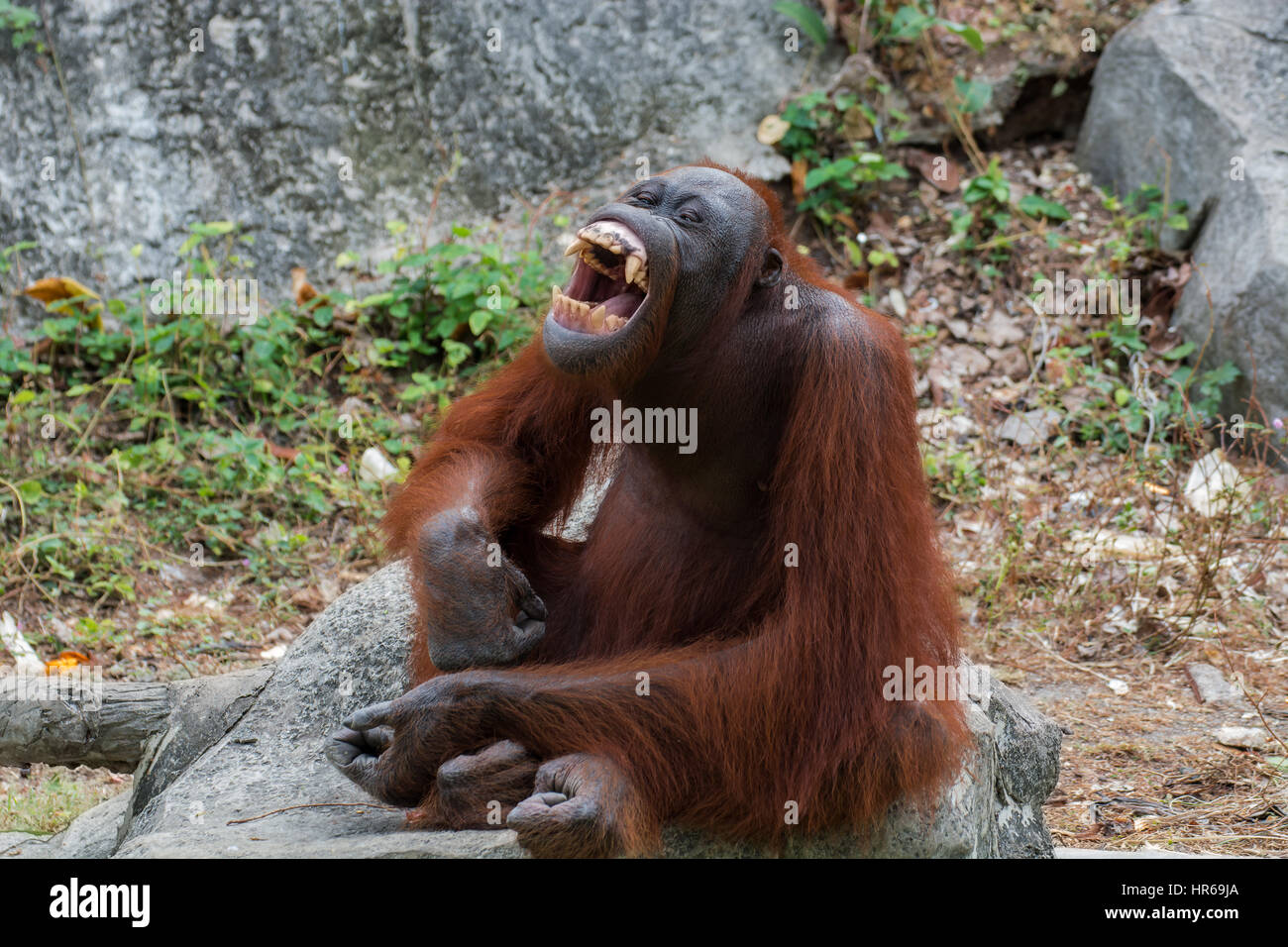 Orangutan with open mouth show canine teeth Stock Photo - Alamy