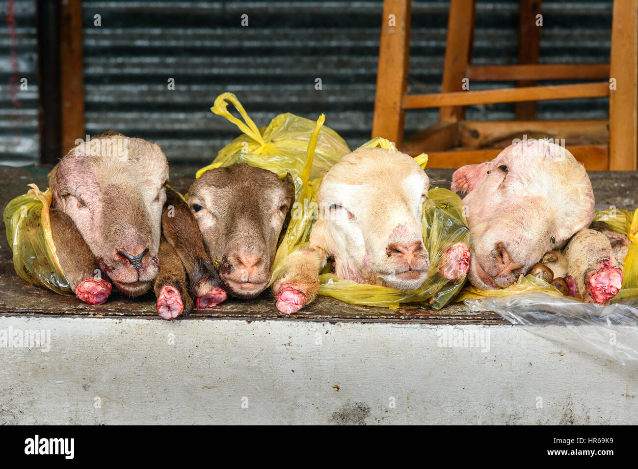 Butcher sheep heads meat hi-res stock photography and images - Alamy