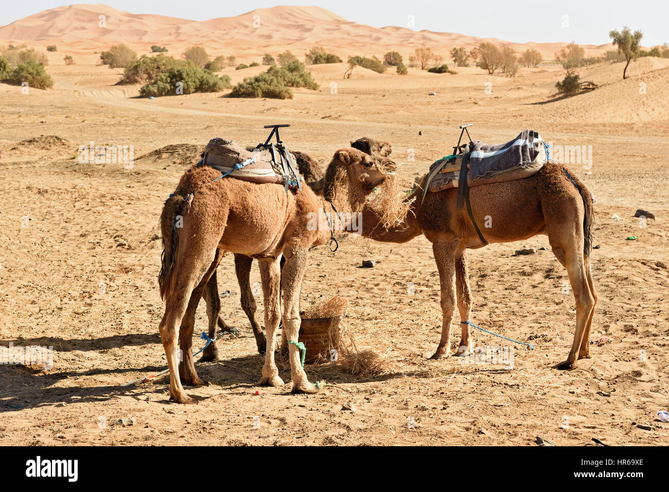 Camels eat hay. Erg Chebbi Sand dunes in Sahara Desert near Merzouga ...