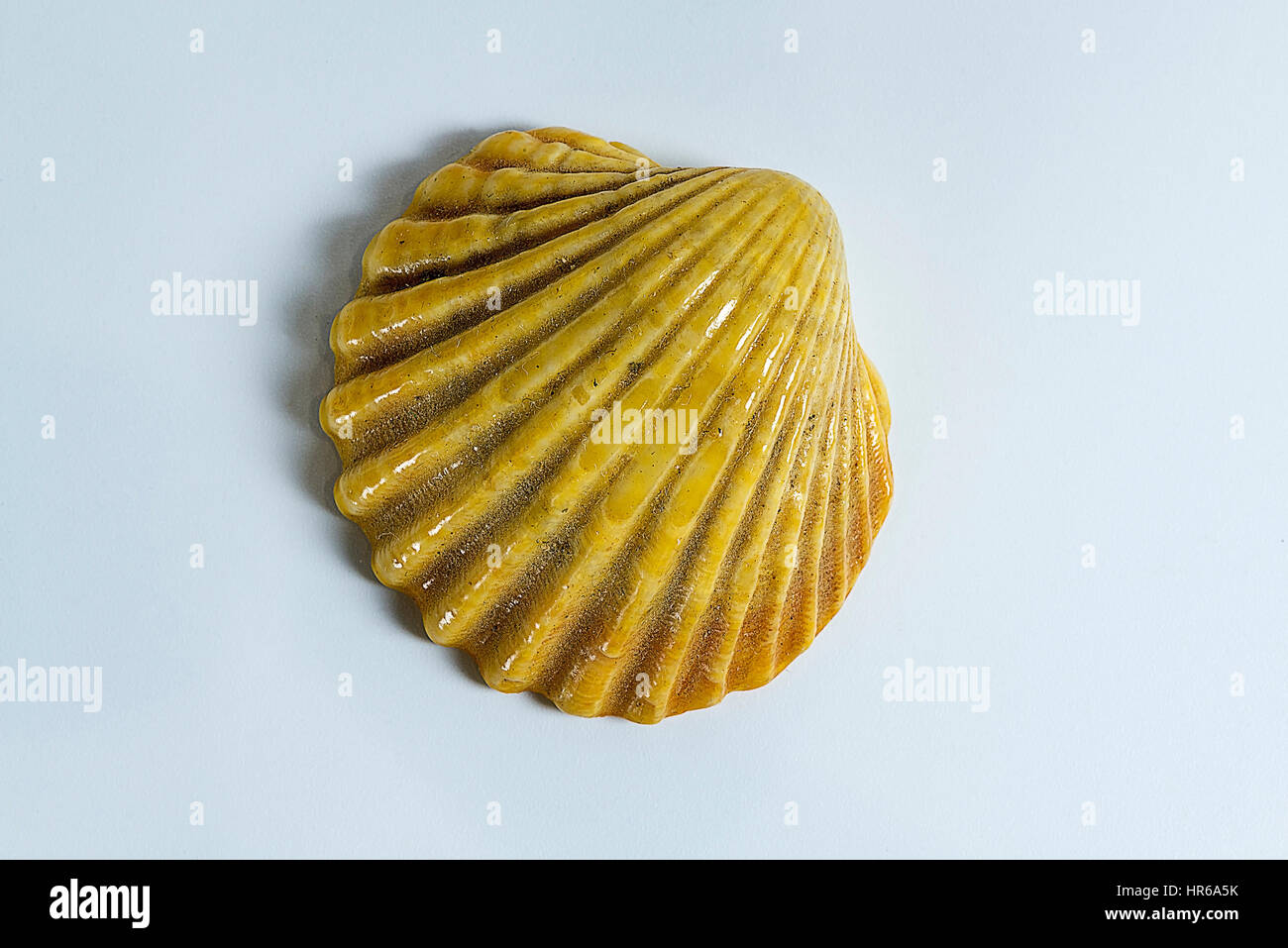 Beautiful sea shell from the ocean Stock Photo - Alamy