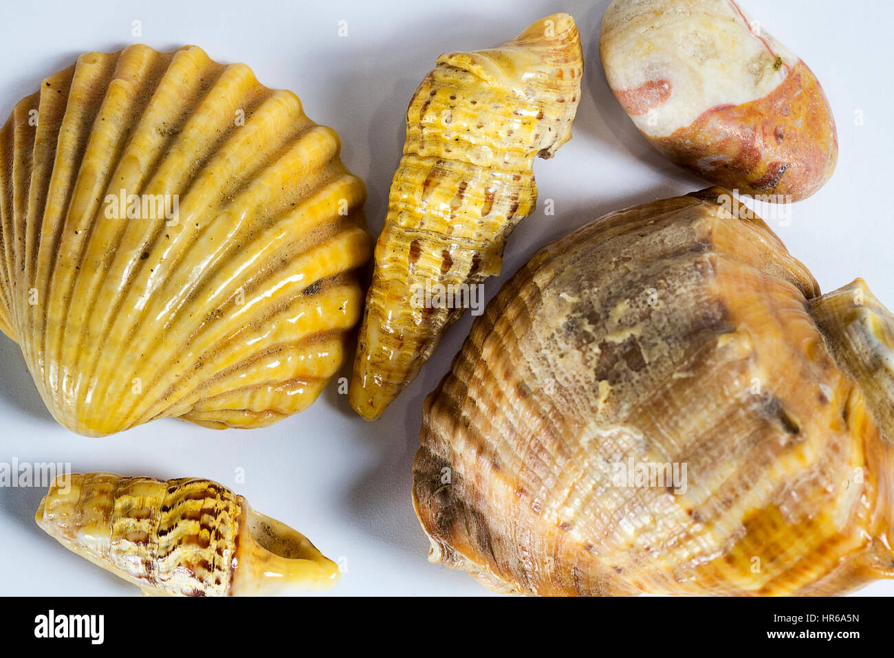 Beautiful sea shell from the ocean Stock Photo - Alamy