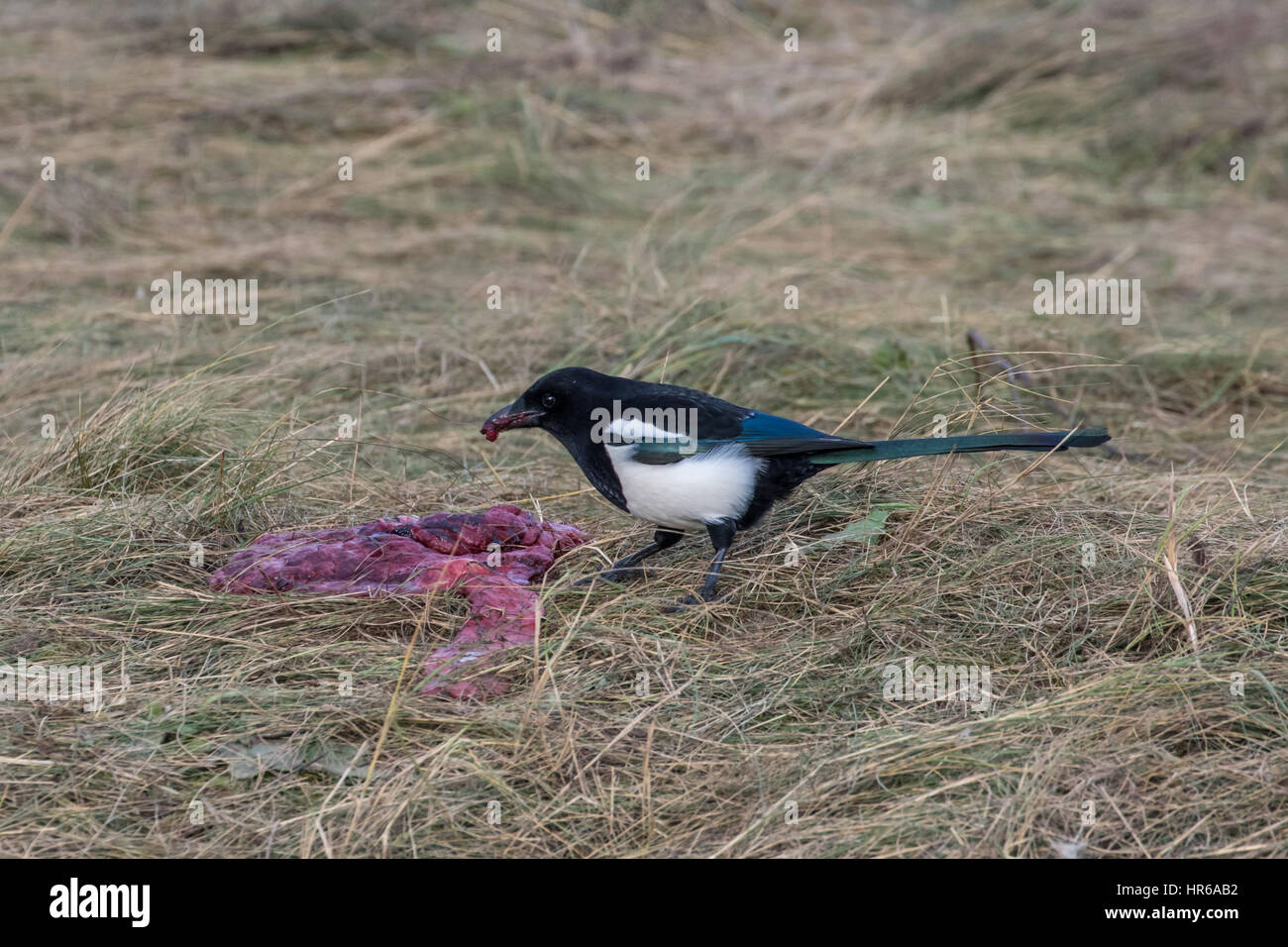 Eurasian magpie, European magpie, or common magpie (pica pica) eating a ...