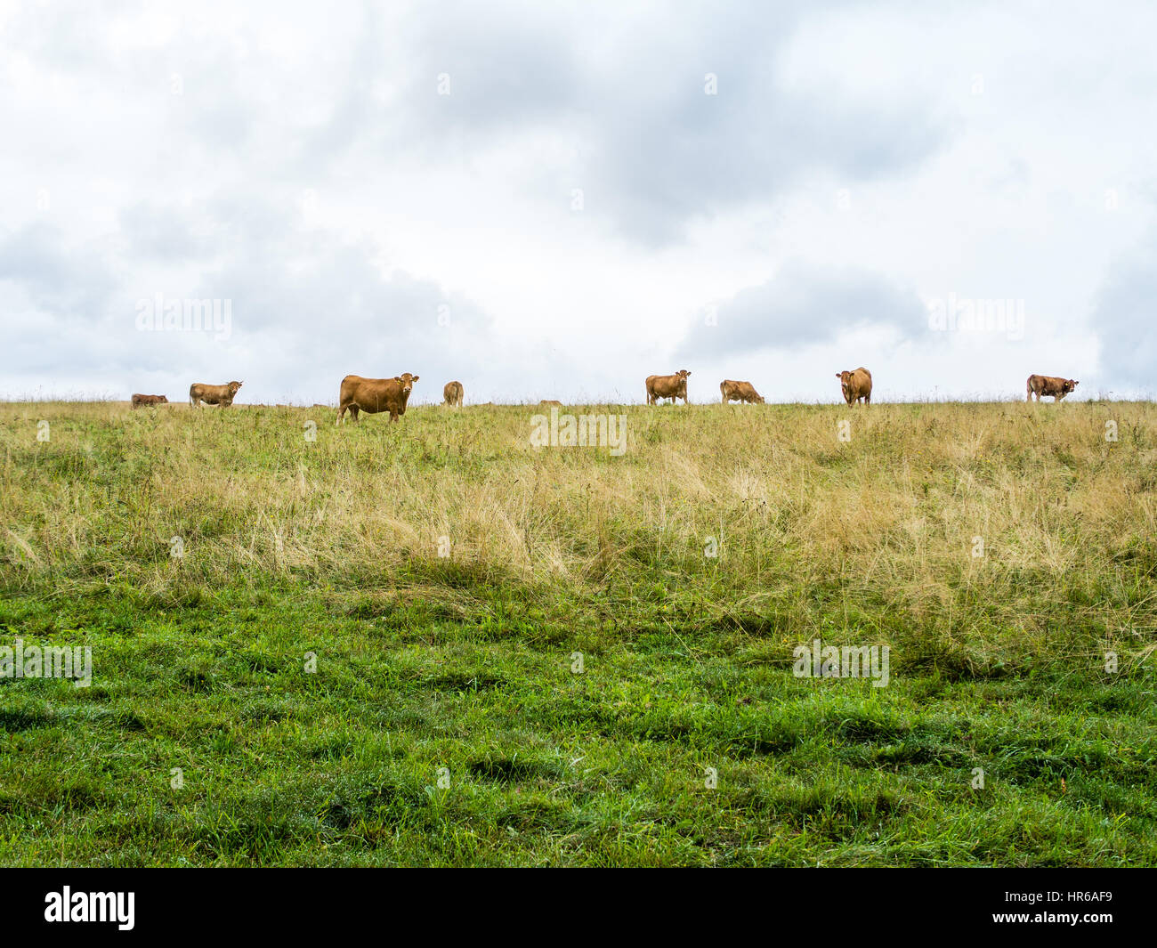 Several orange cows on the horizont looking towards the camera, green ...