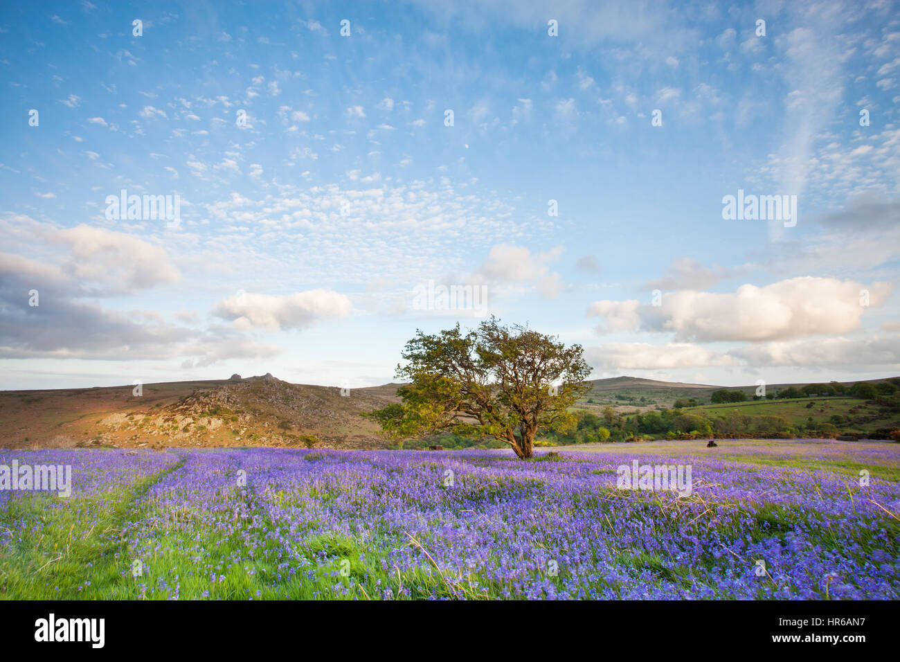Fields of Bluebells flowering at Holwell Lawn, Dartmoor and looking ...