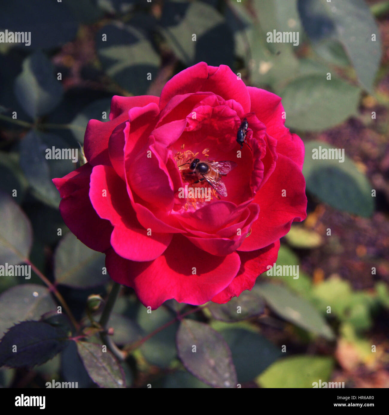 A Beautiful Red Rose and Bees | Nature Photography Stock Photo - Alamy