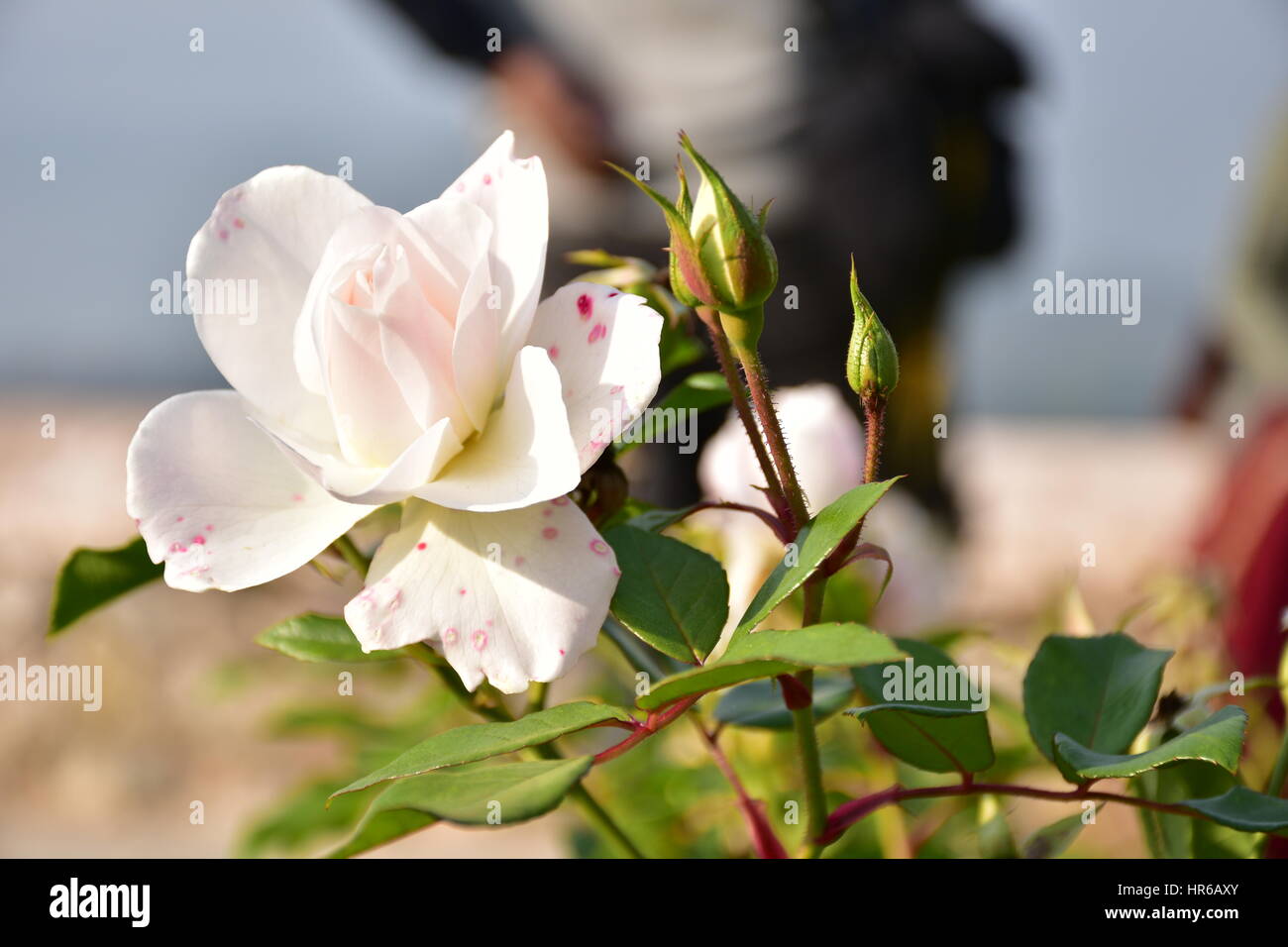 India rose flower hi-res stock photography and images - Alamy