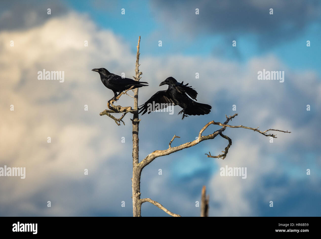 Two black ravens in top of a tree, with dramatic clouds background ...
