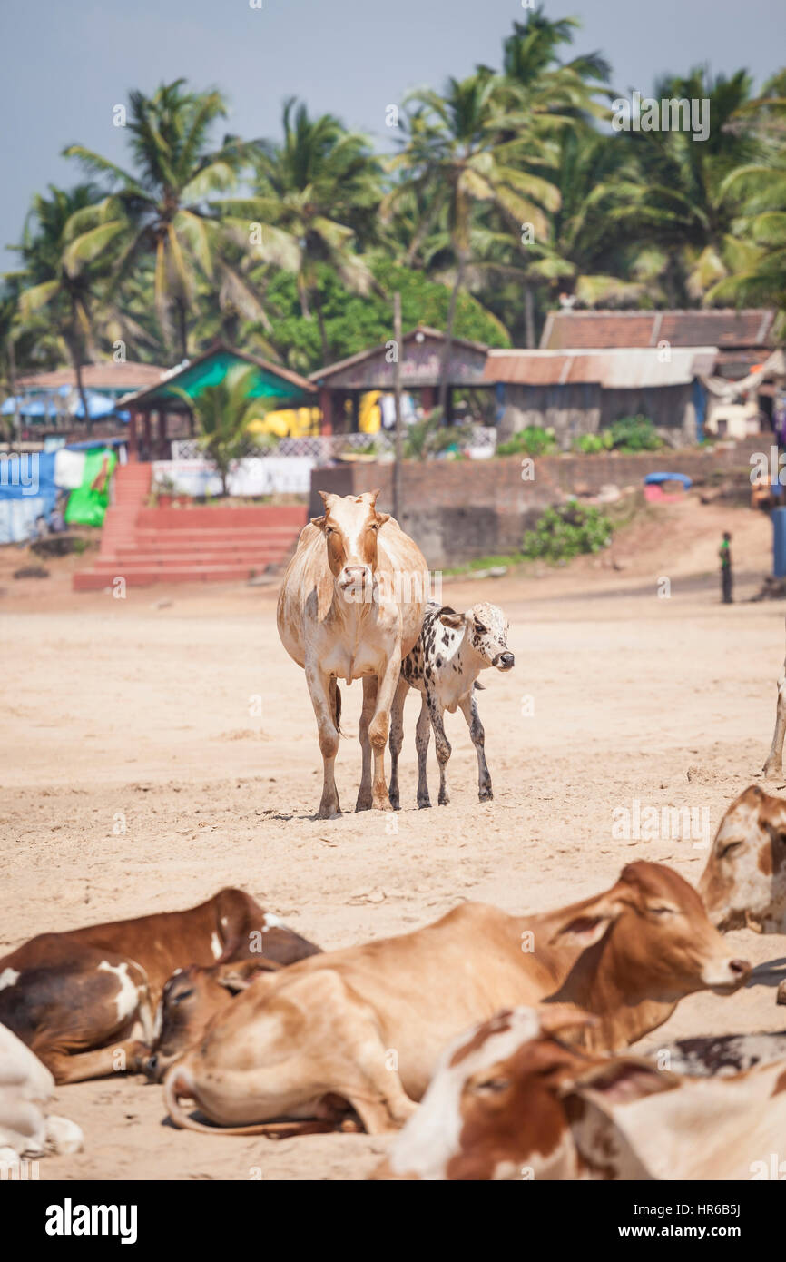 Anjuna Beach famous tourist destination, Goa, India Stock Photo - Alamy