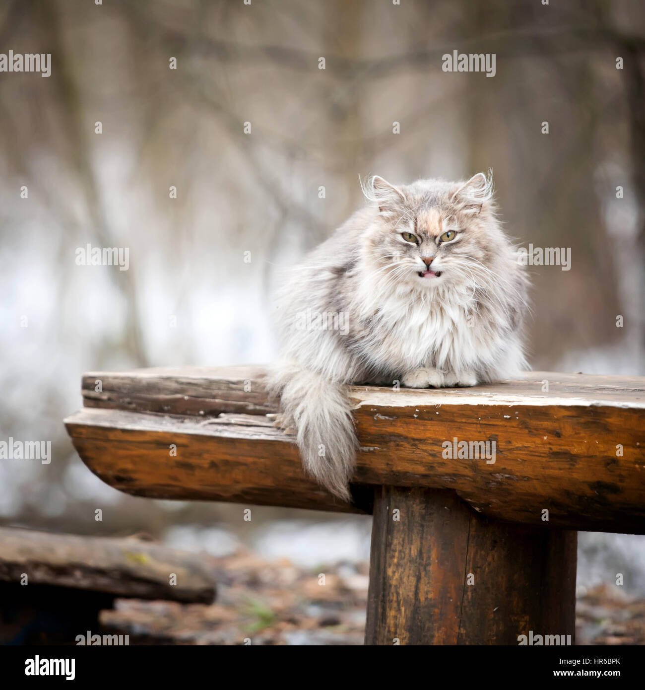 Cat on a bench Stock Photo - Alamy