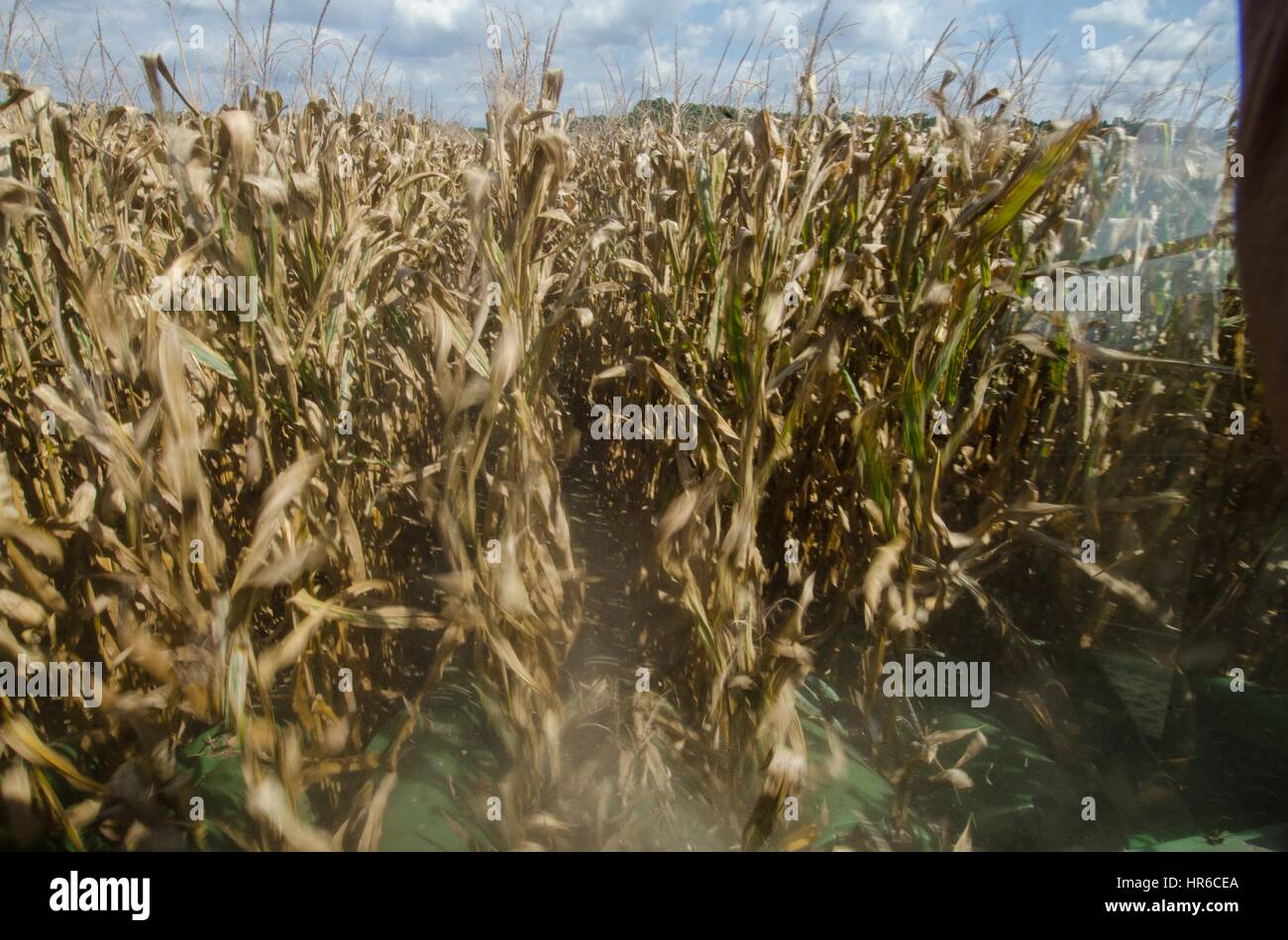 The view of corn fields out of the operators cab of a corn harvester ...