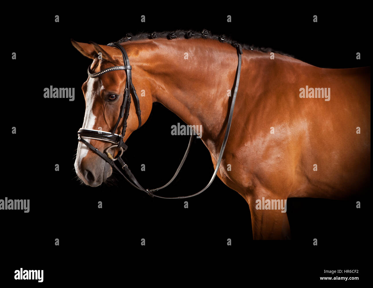 A brown Holstein horse with bridle against black background in studio ...