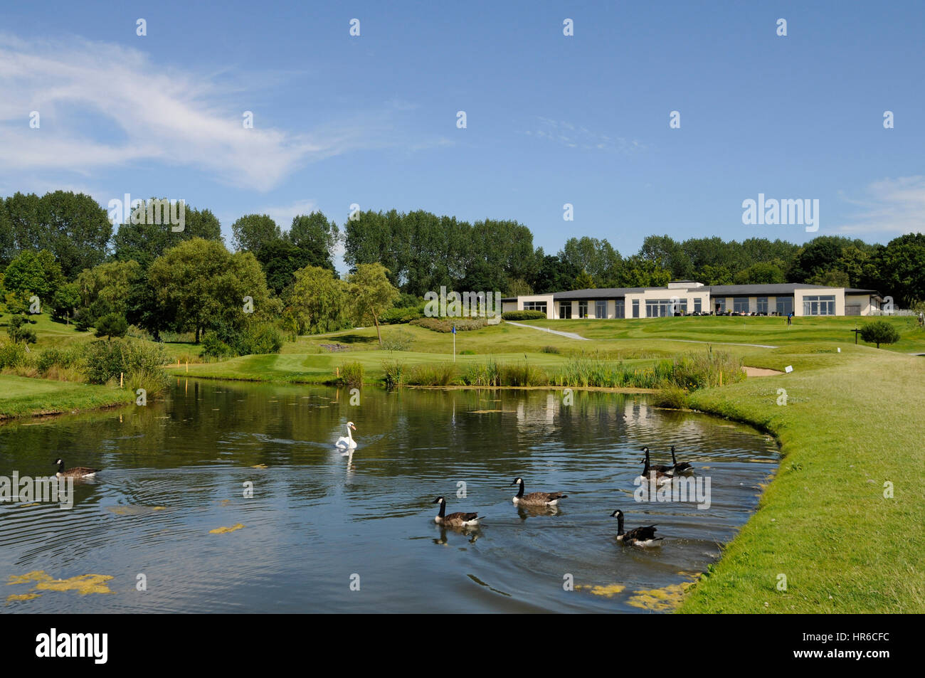 View of the lake beside the 18th Green with Swans and Canada Geese and ...