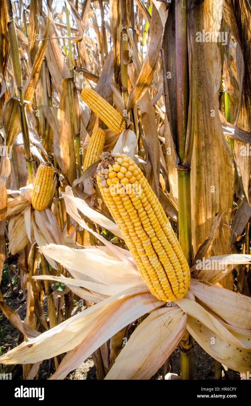 Feed corn, ready to harvest on the stalks at the John N. Mills and Sons ...