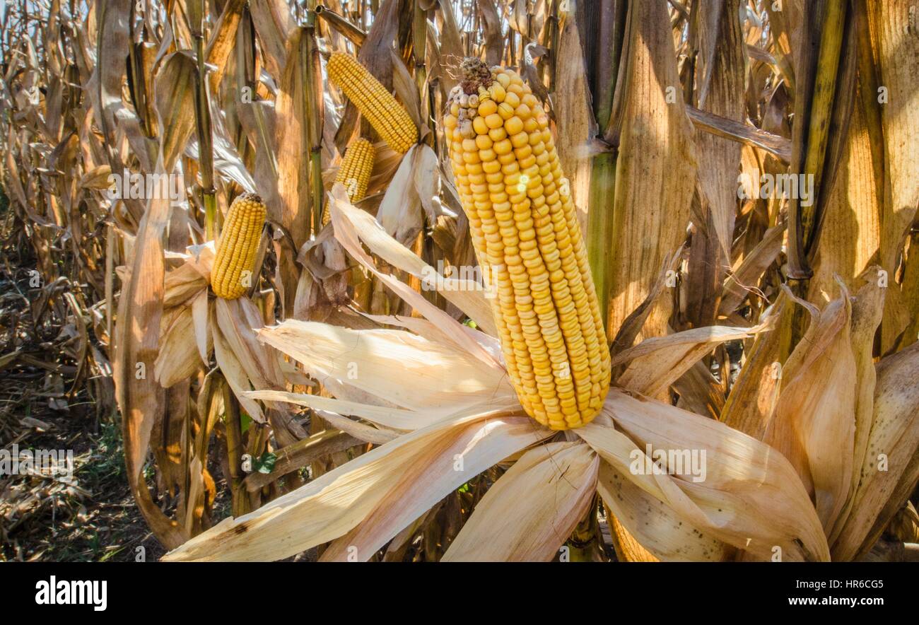 Feed corn, ready to harvest on the stalks at the John N. Mills and Sons ...