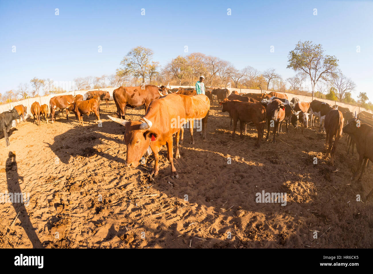 a young herd boy watches cattle in a Boma in Zimbabwe Stock Photo - Alamy