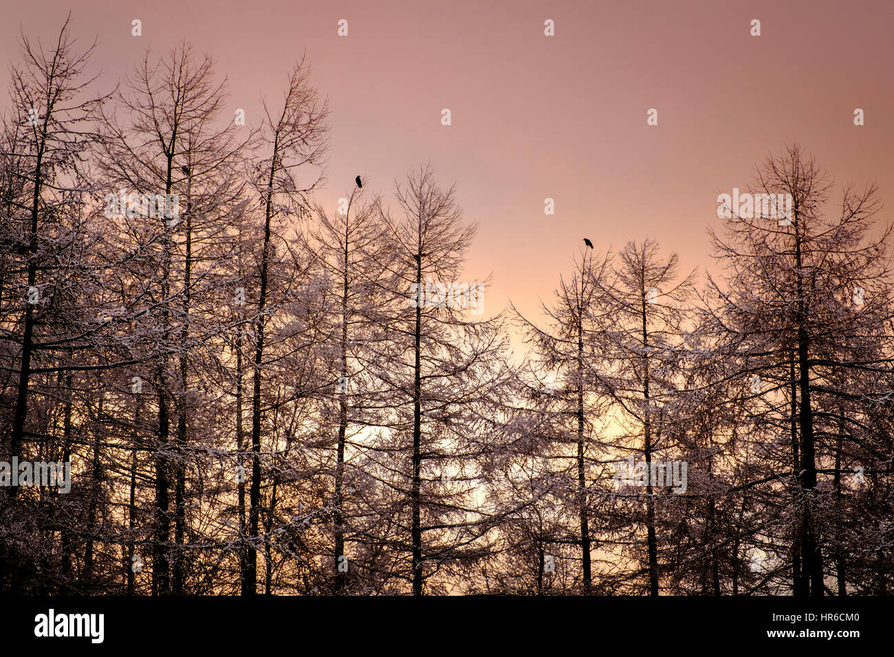 Larch trees in winter hi-res stock photography and images - Alamy