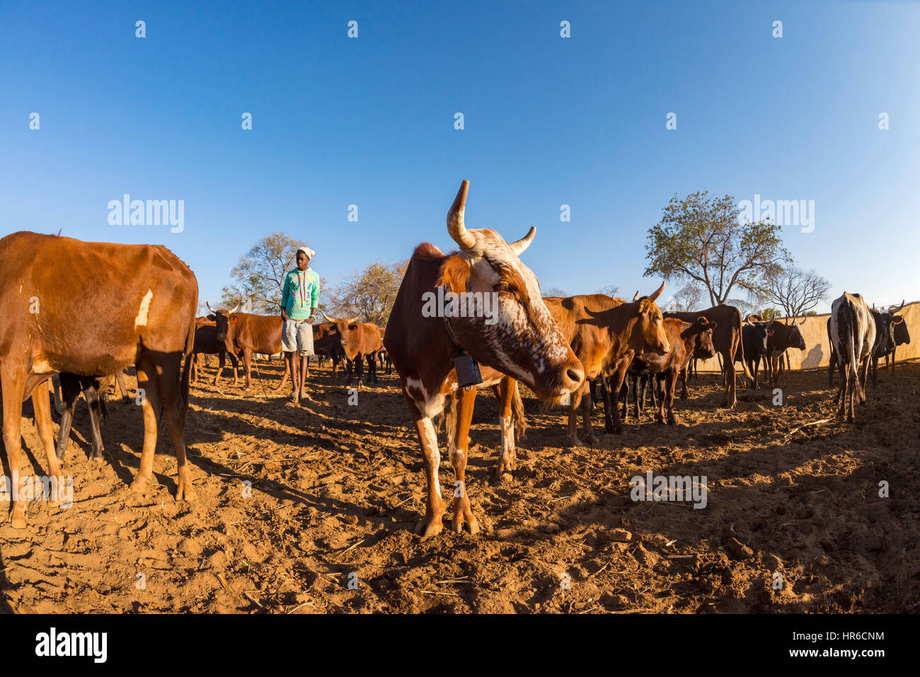 a young herd boy watches cattle in a Boma in Zimbabwe Stock Photo - Alamy