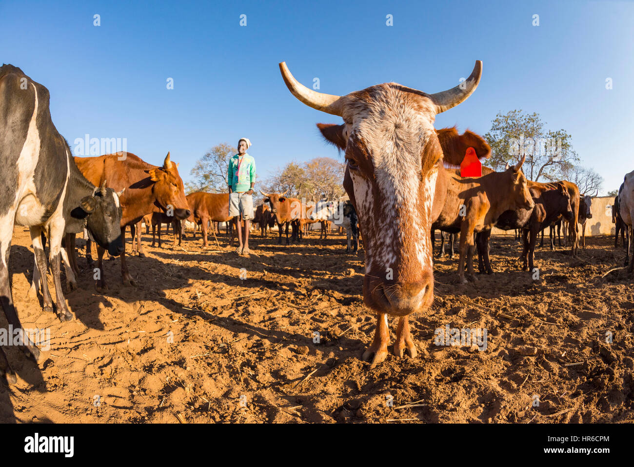 a young herd boy watches cattle in a Boma in Zimbabwe Stock Photo - Alamy