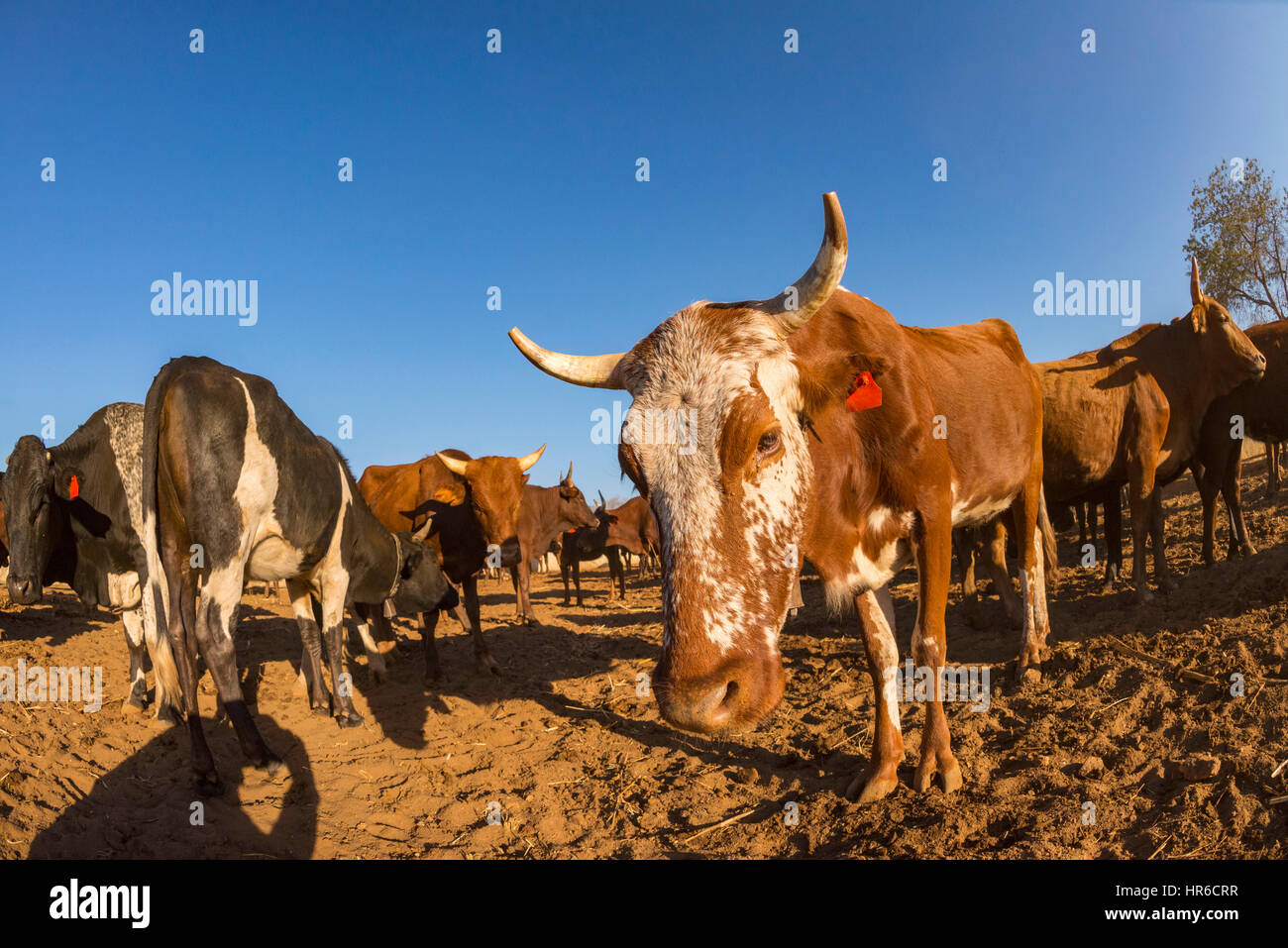 Cattle in a kraal hi-res stock photography and images - Alamy