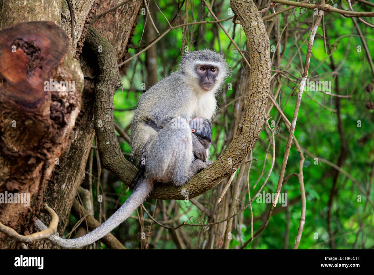 Vervet monkey, (Chlorocebus pygerythrus), adult female with young ...